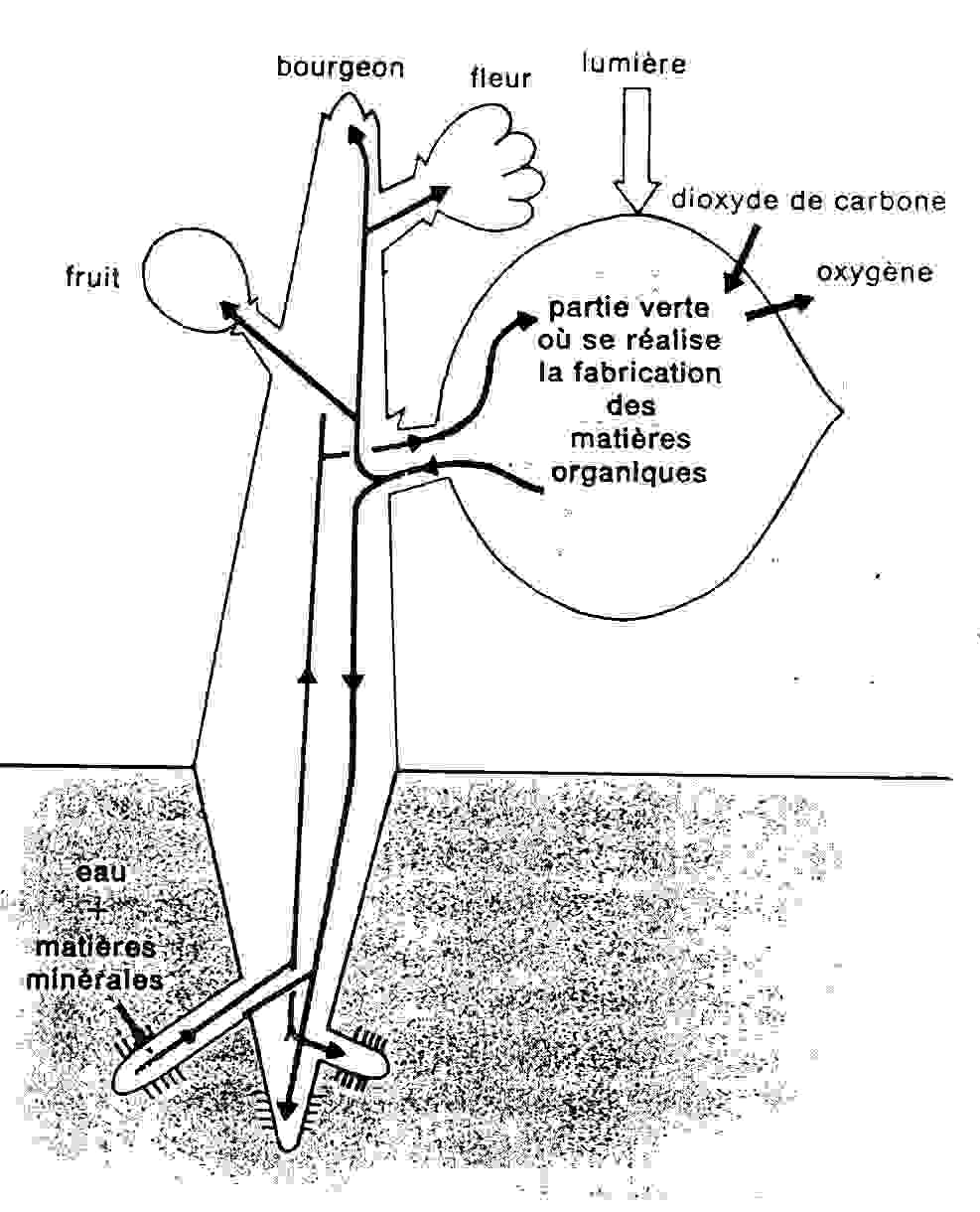 Diagramme Du Cycle Du Carbone En Noir Et Blanc Cours En Ligne Et